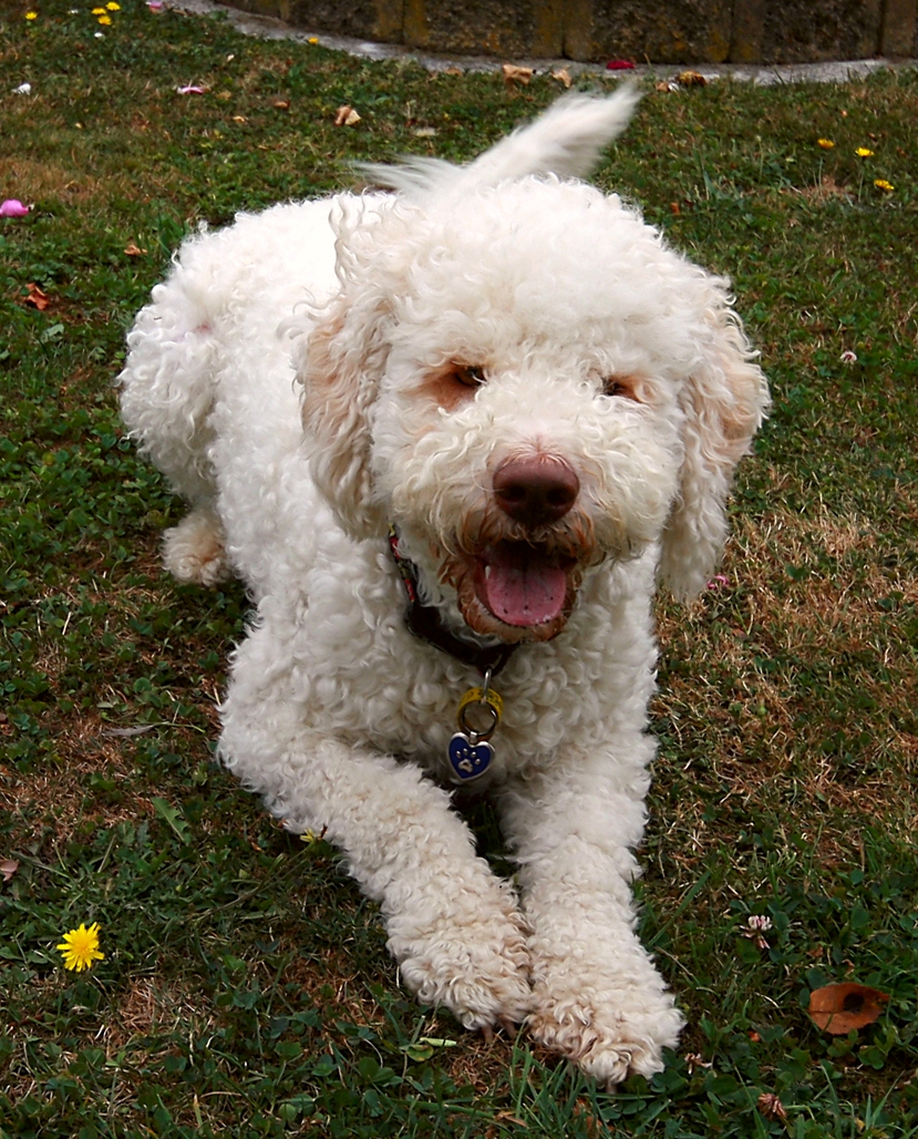 Gallery « Lagotto Romagnolo New Zealand